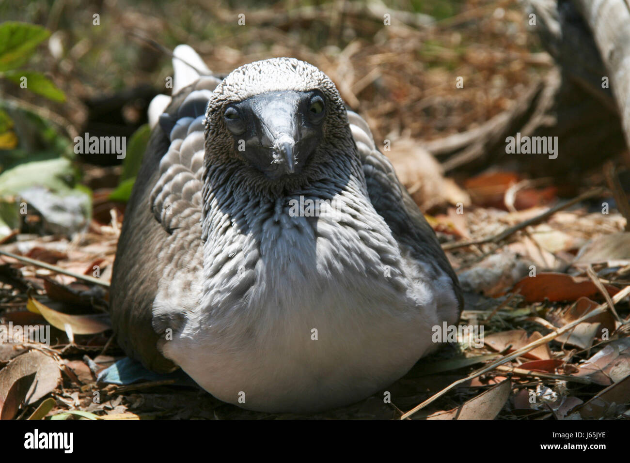 Foot of fly hi-res stock photography and images - Alamy