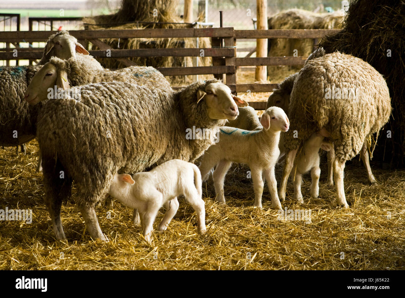 sheep and lambs Stock Photo - Alamy