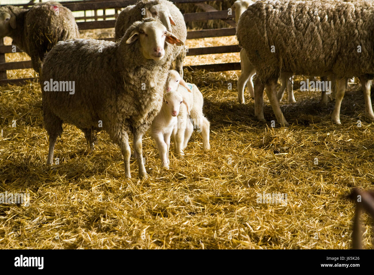 animal sheep stable farm farm animal flock of sheep ewe stall lamb ...