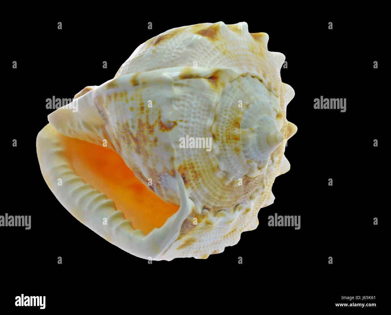 mollusc snail snail shell lime mollusc maritime screw spiral snail ...