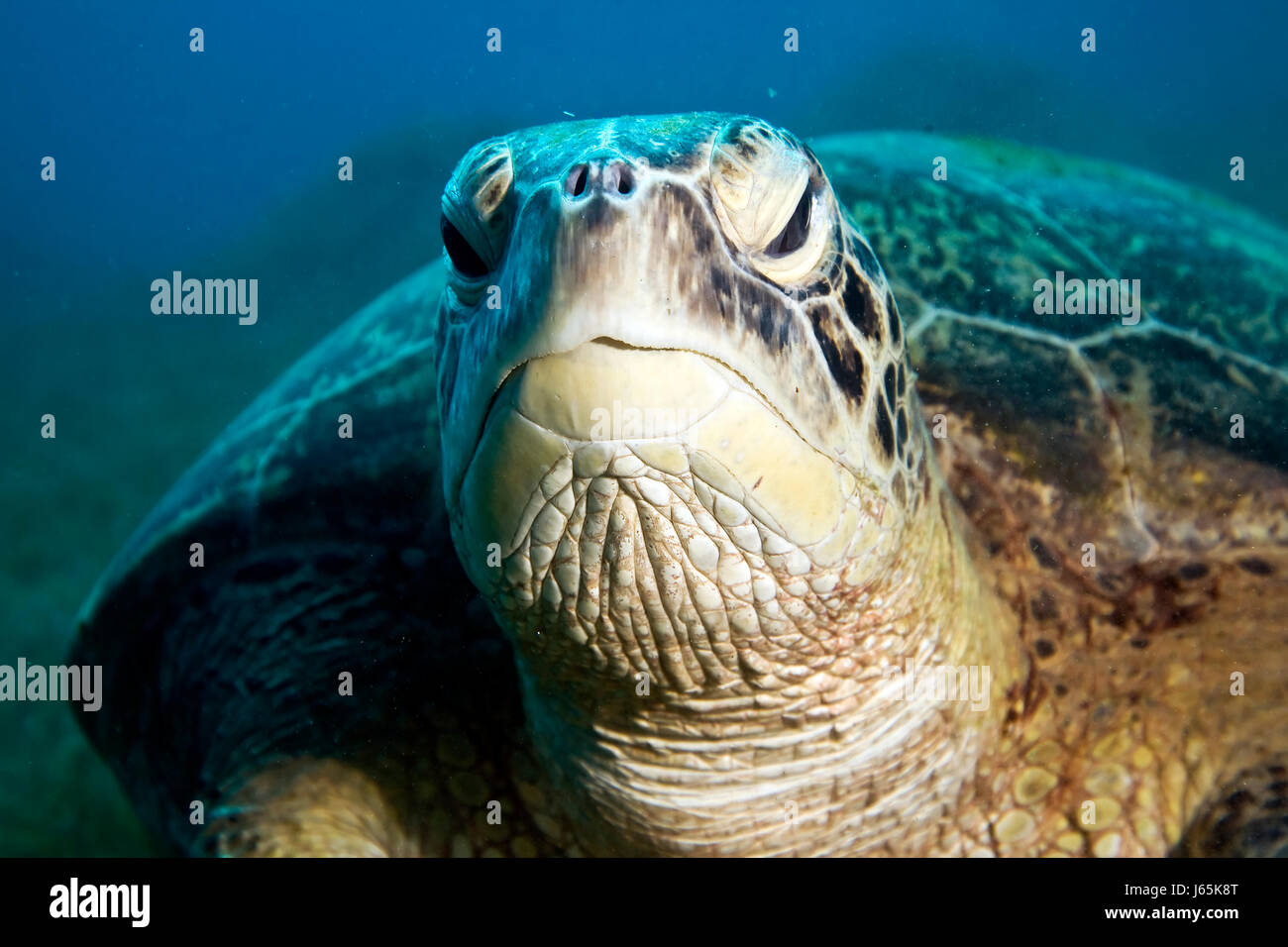 animal underwater turtle aquatic salt water sea ocean water nature ...