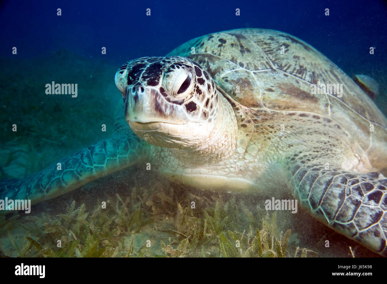 animal underwater turtle aquatic salt water sea ocean water nature ...