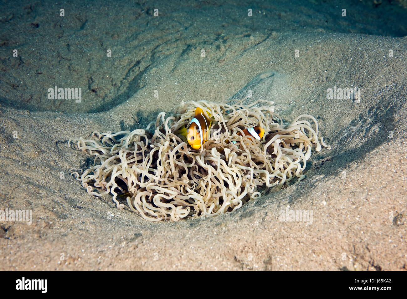 animal fish underwater nemo anemone aquatic salt water sea ocean water ...