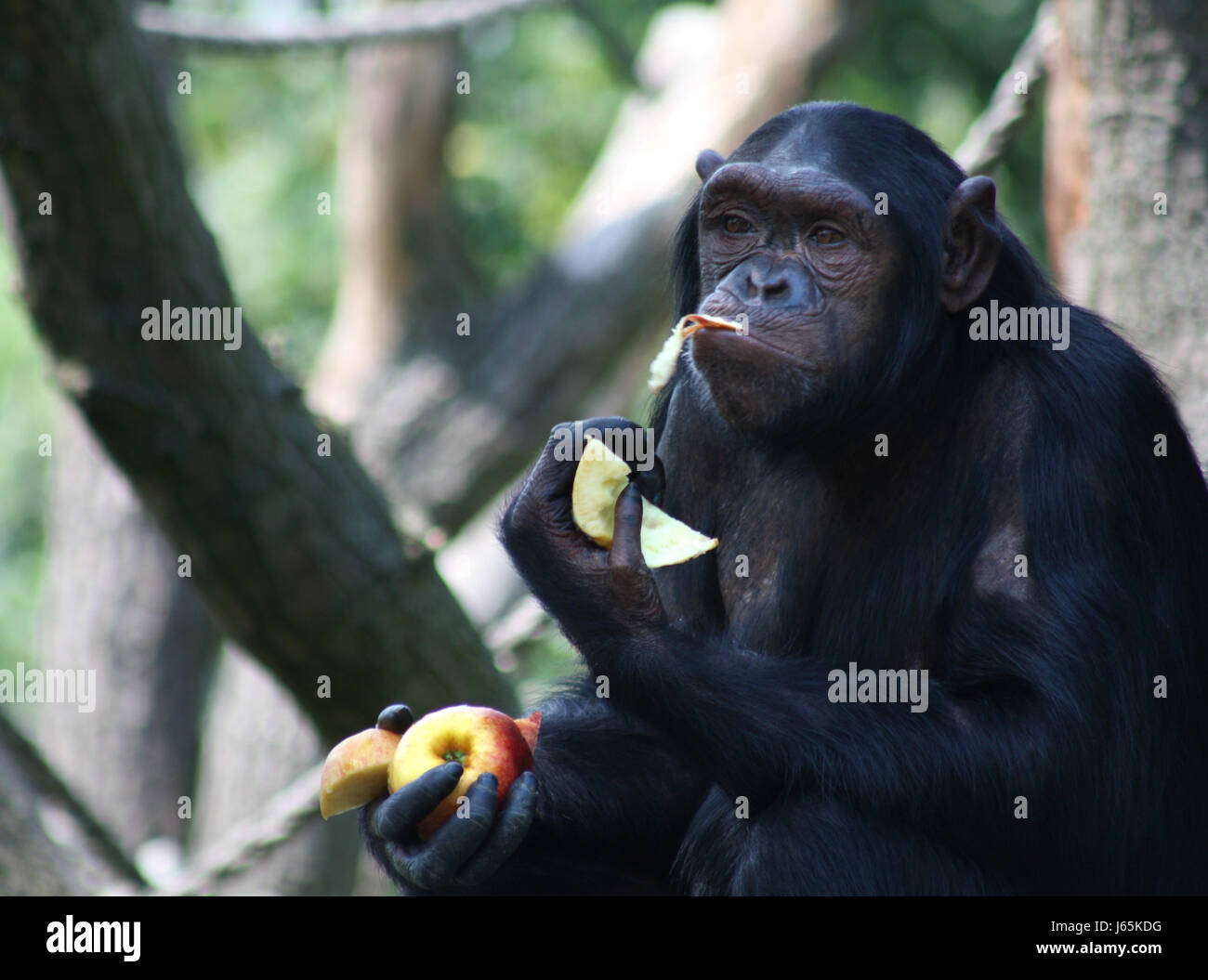 Monkey fruit hi-res stock photography and images - Alamy