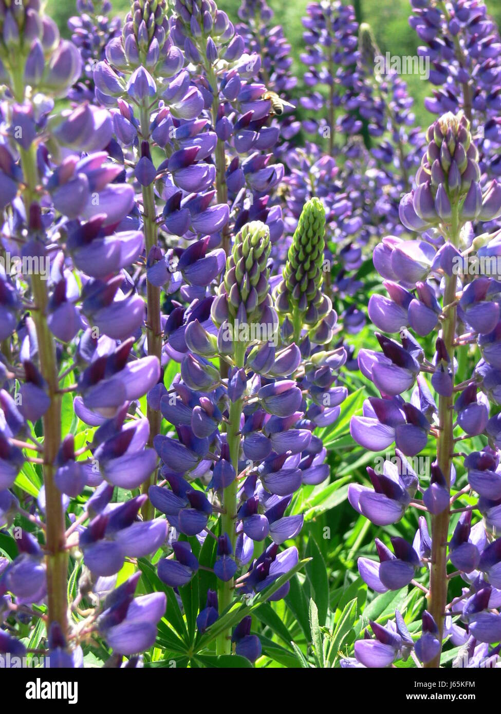 flower flowers plant blossoms bleed ornamental plants blue vernal ...