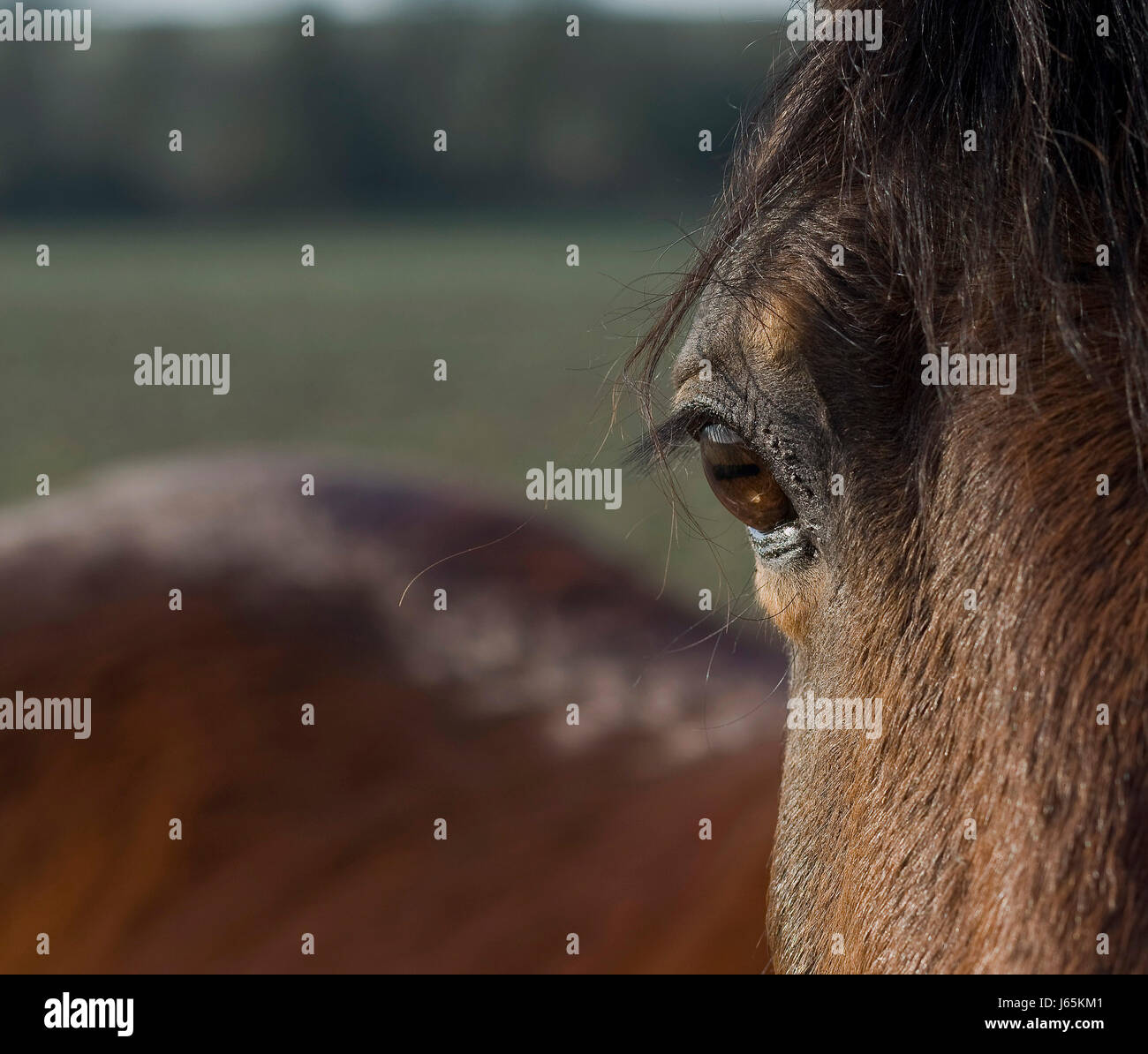 horse eye organ hairs horses partial view mane head macro close-up ...
