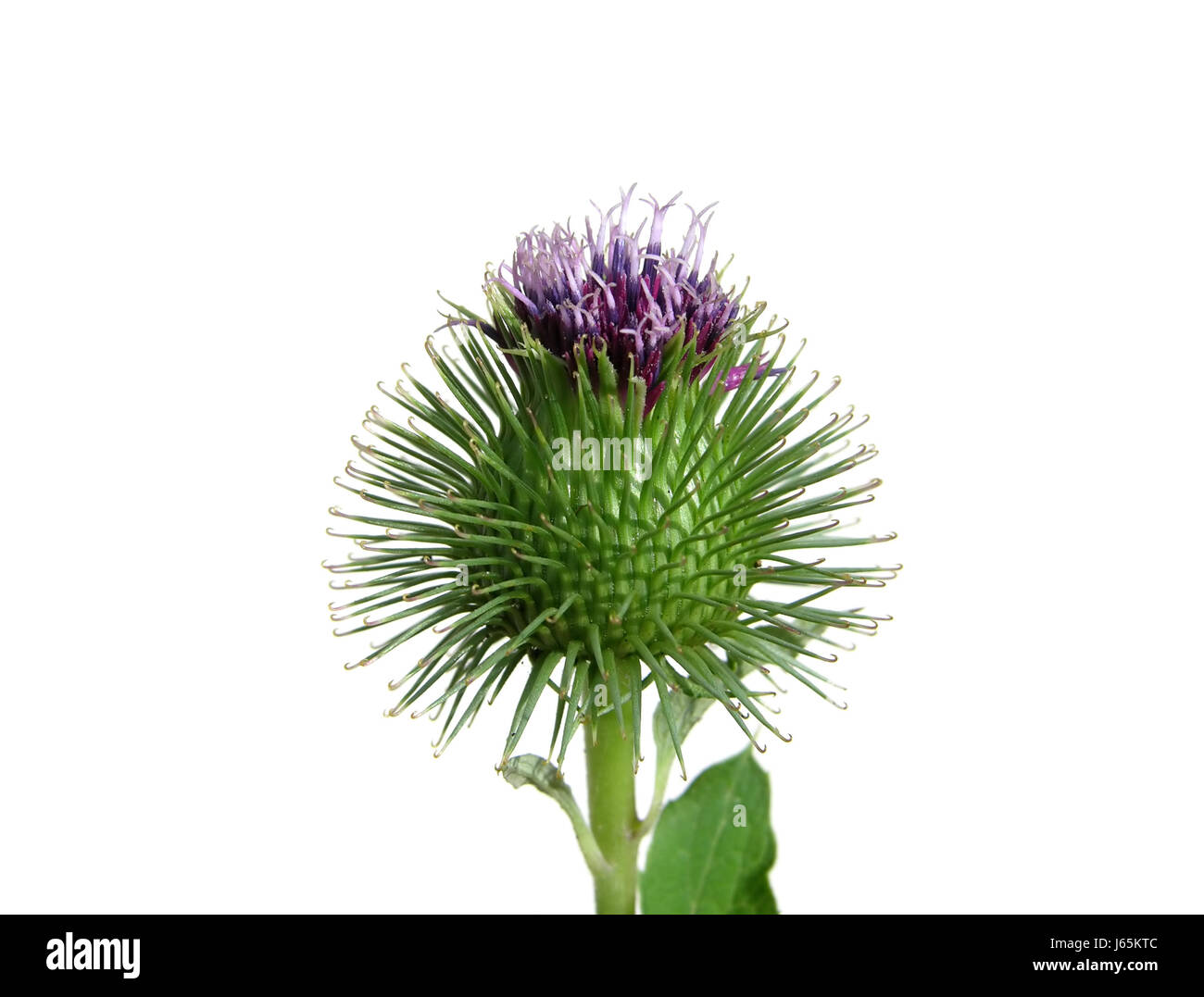 spiny thistle flower isolated on white background Stock Photo - Alamy