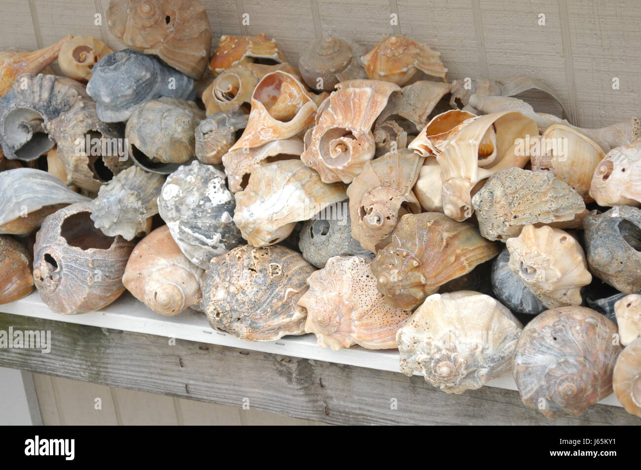 salt water sea ocean water shells mussels big large enormous extreme ...