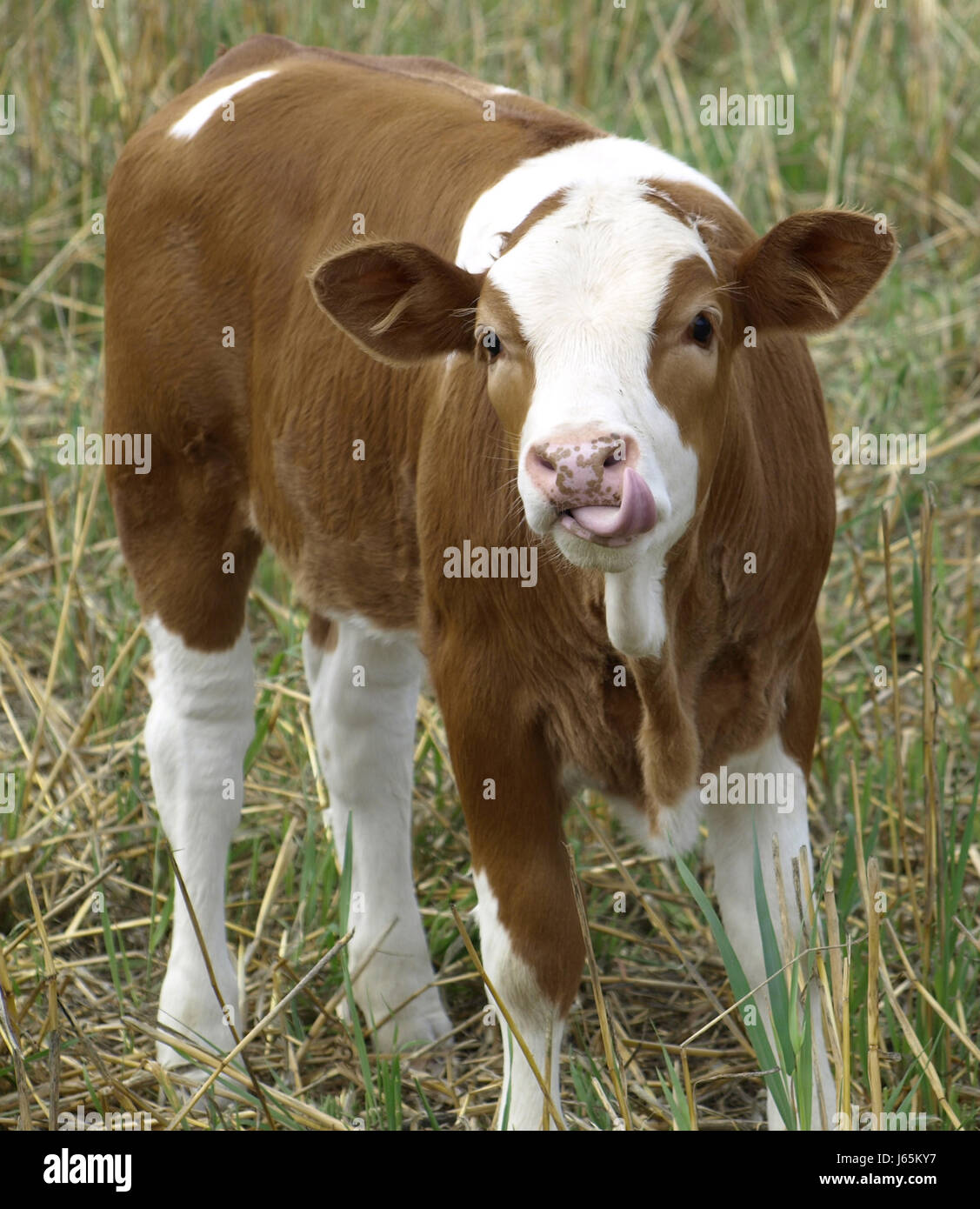 cow farm calf rural young younger peasant tongue legs eyes ears small ...