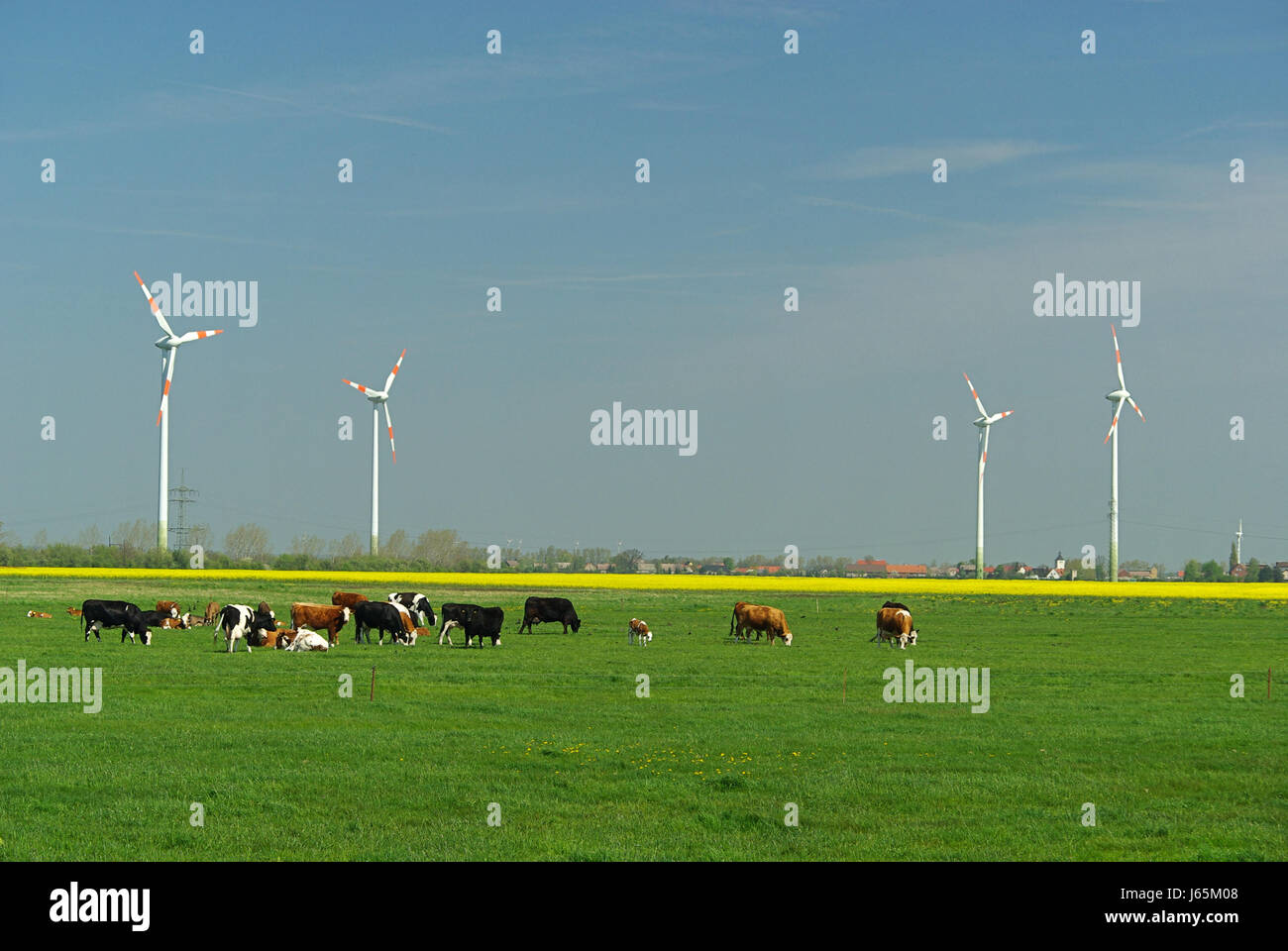 cow bovine wind force wind energy wind farm wind generator pinwheel ...