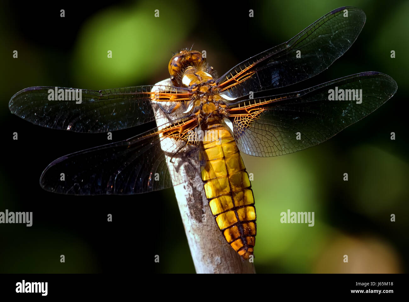 animal insect brown brownish brunette dragonfly yellow nature predator ...