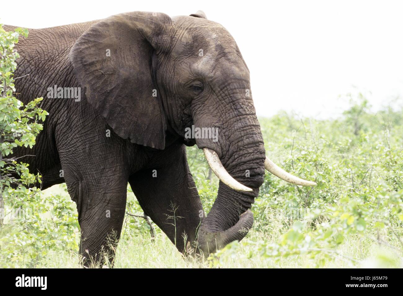 africa elephant animals nature big large enormous extreme powerful ...
