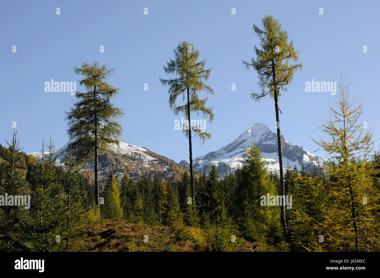 larches and mountains Stock Photo - Alamy