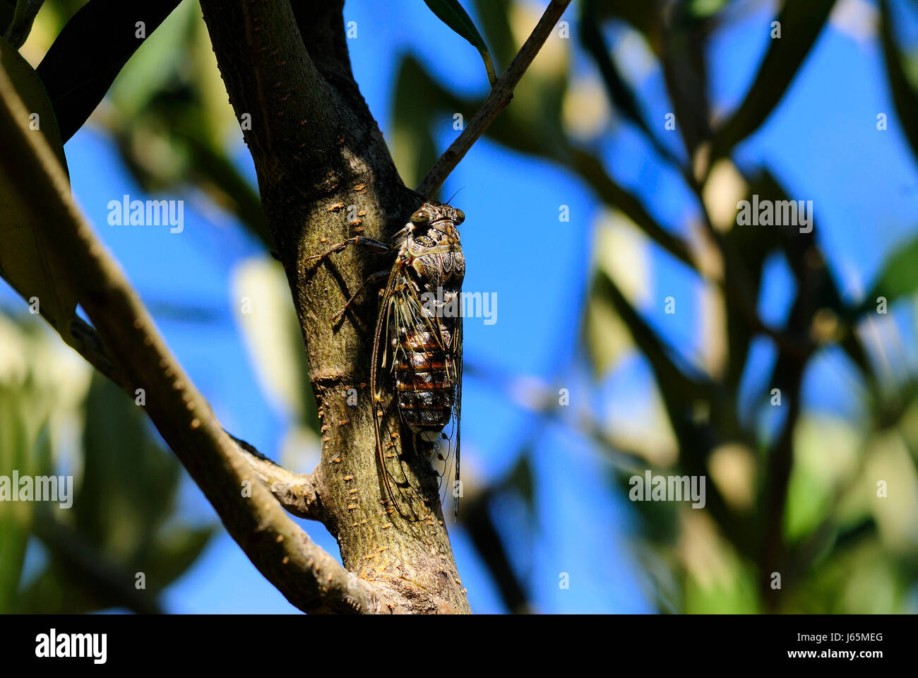 tree insect leaves europe wing grasshopper croatia cricket grill ...