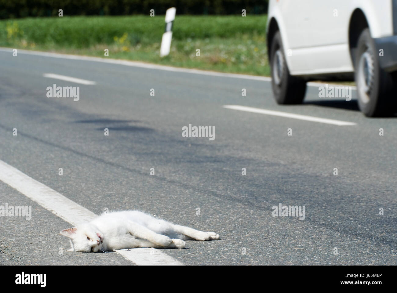 pussycat cat domestic cat death die traffic transportation accident to ...