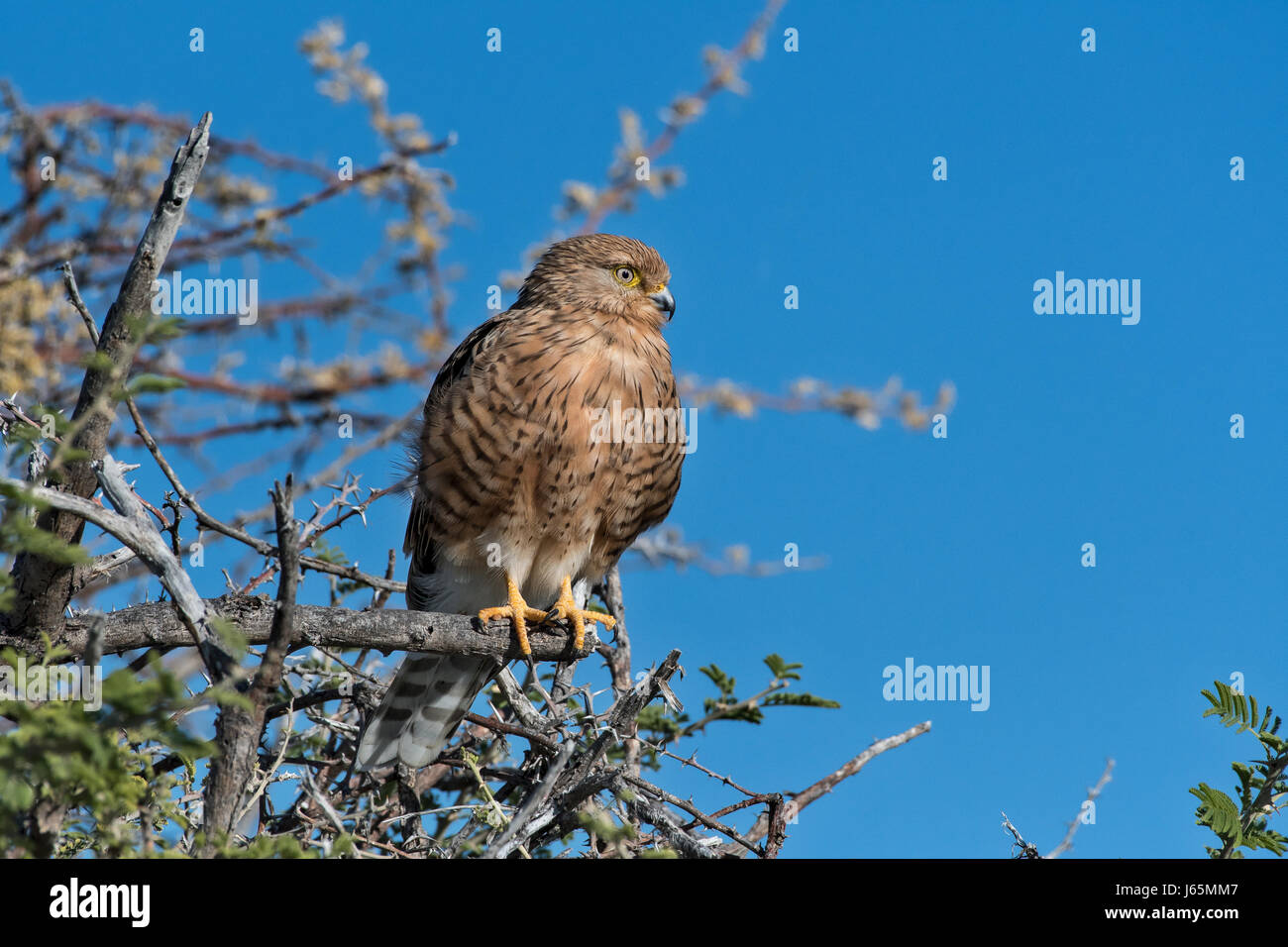 Gheppio maggiore (Falco rupicoloides), Greater Kestrel Stock Photo - Alamy