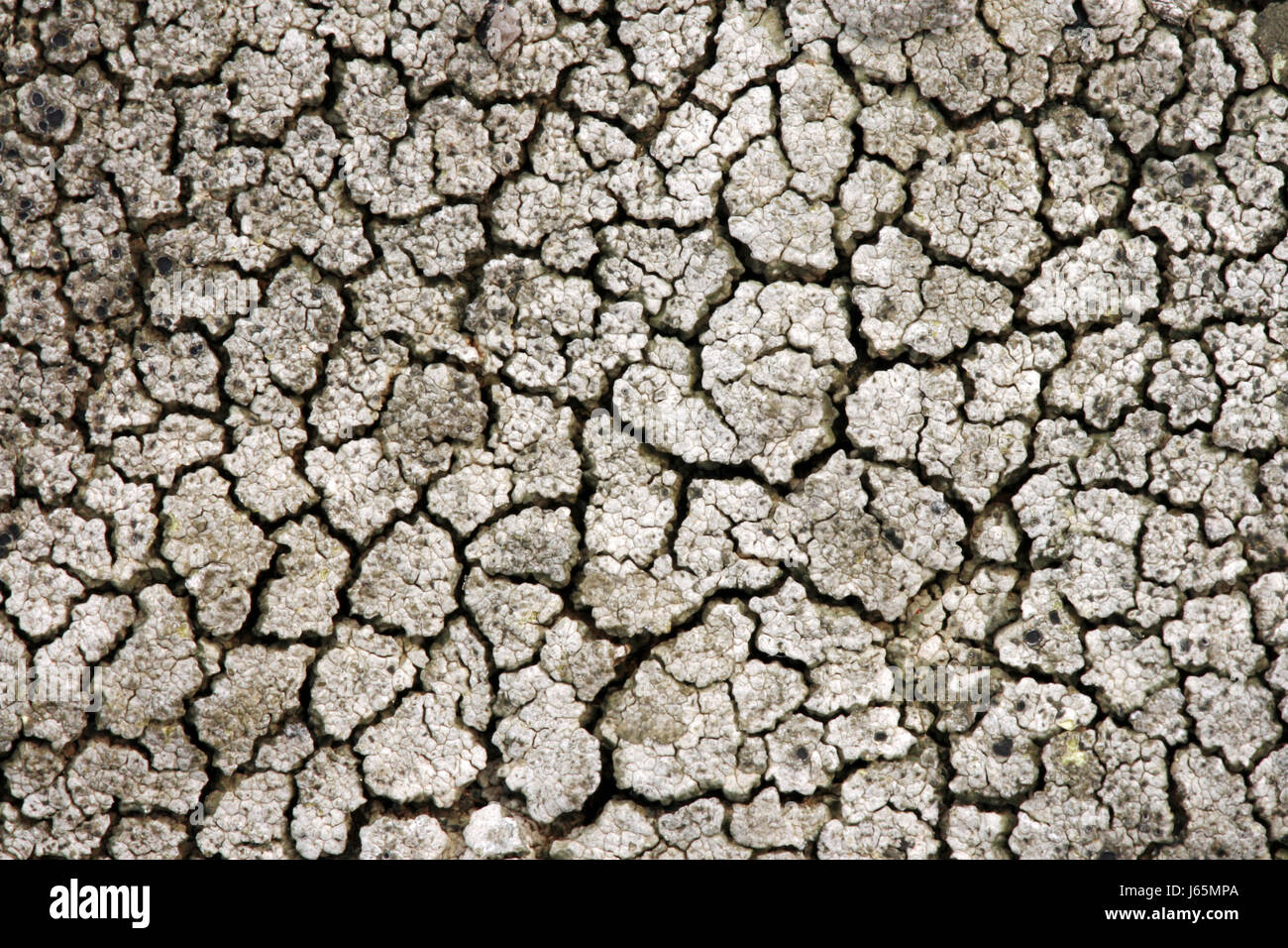 dry dried up barren pattern aged weathered backdrop background texture ...