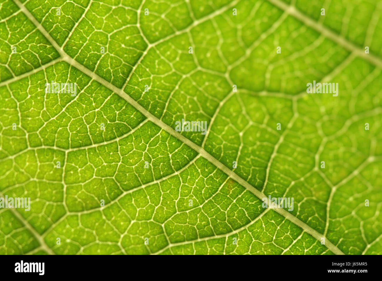 beautiful beauteously nice leaf lawn green backdrop background fresh ...