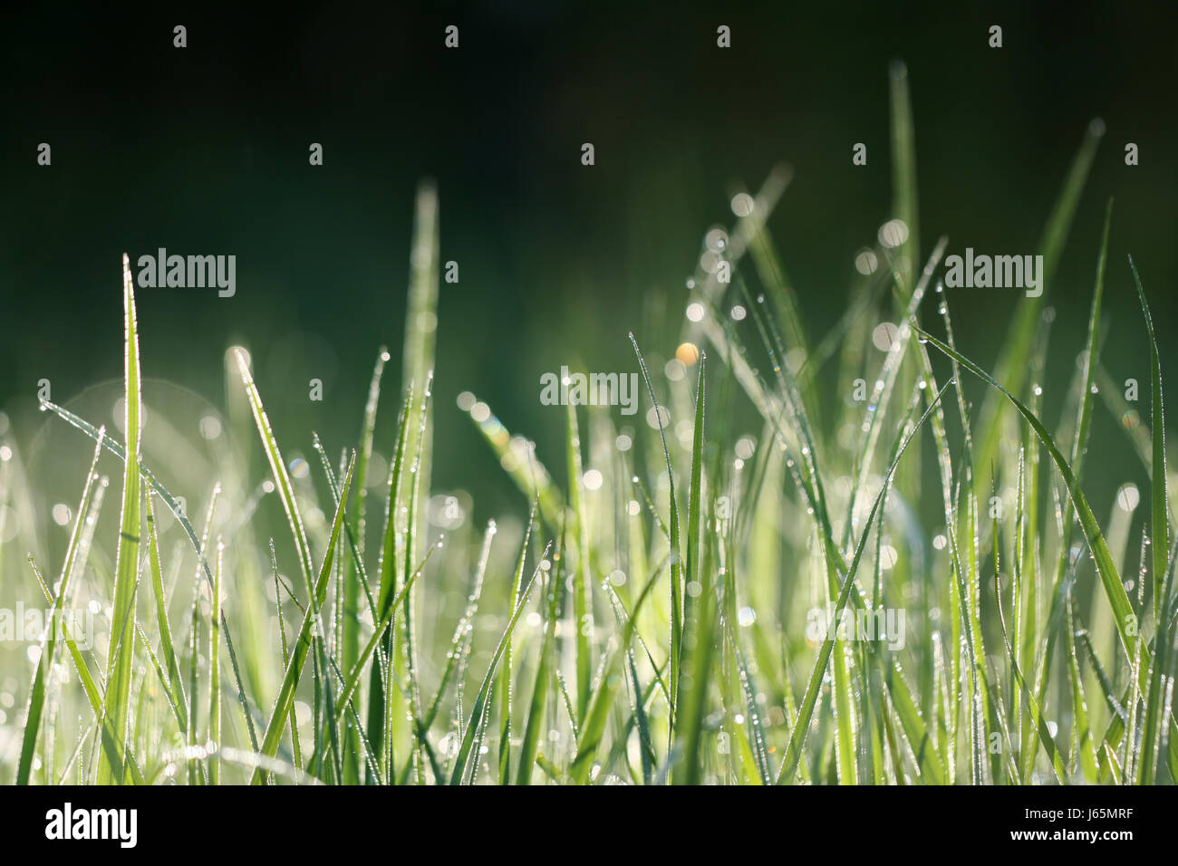 dew meadow grass lawn green backdrop background drop drip drops seeping ...