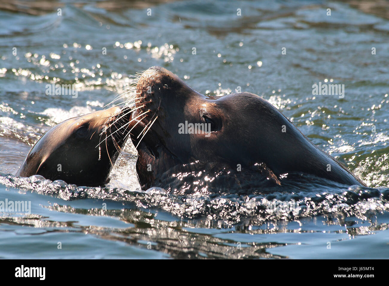 Seerobbe hi-res stock photography and images - Alamy