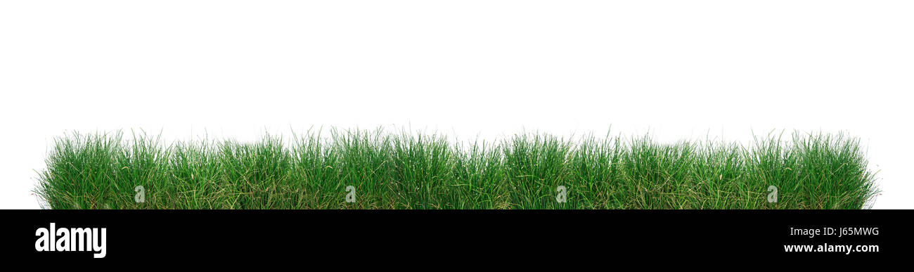 Green grass isolated Stock Photo - Alamy