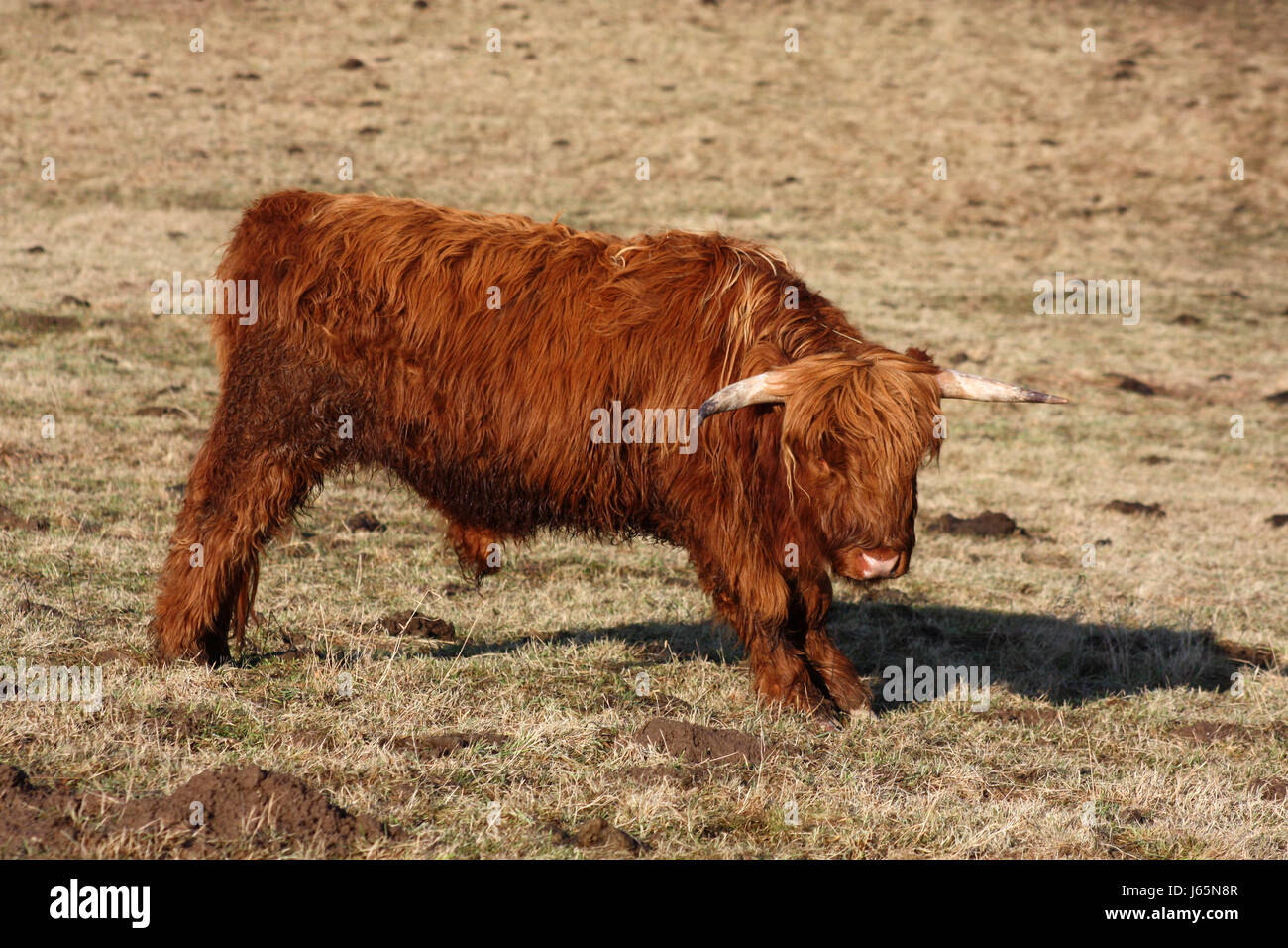 agriculture farming bovine farm animal robust agriculture farming ...