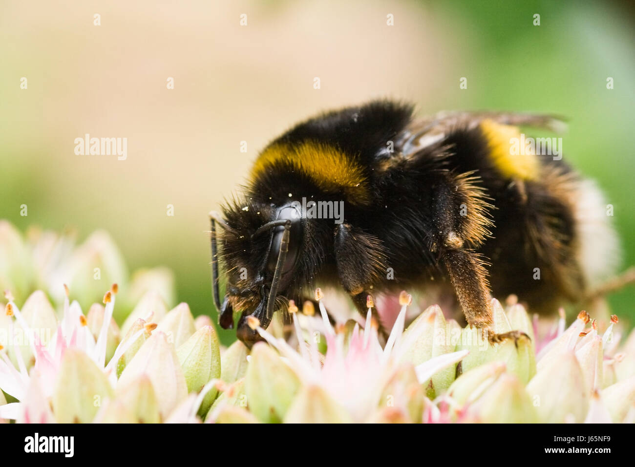 garden animal insect insects bumblebee animals wildlife close macro ...