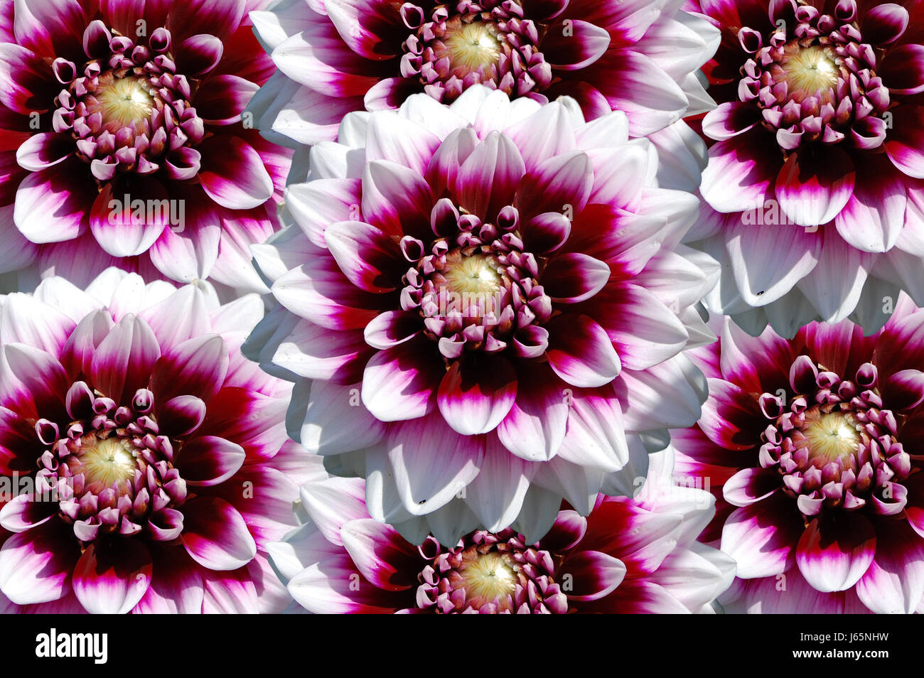 flower flowers plant dahlia backdrop background beauty close humans ...