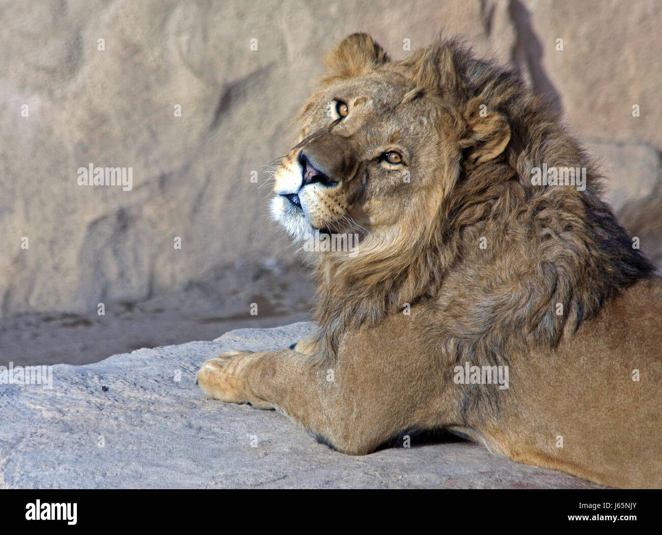 animal male masculine lion cat big cat feline predator eyes look ...