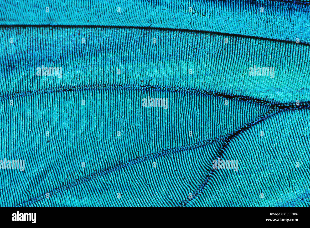 blue insect wing pattern backdrop background texture natural blue ...