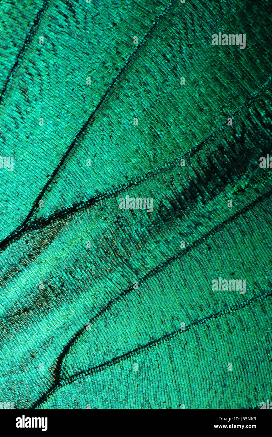 blue wing turquoise pattern backdrop background texture natural blue ...