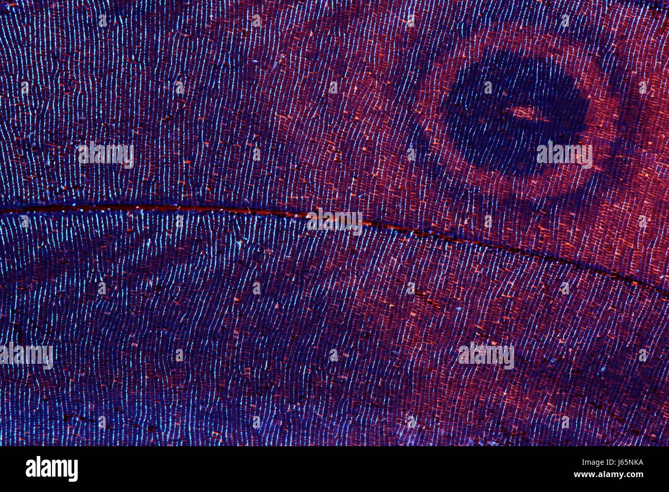 blue insect wing pattern backdrop background texture natural blue ring ...