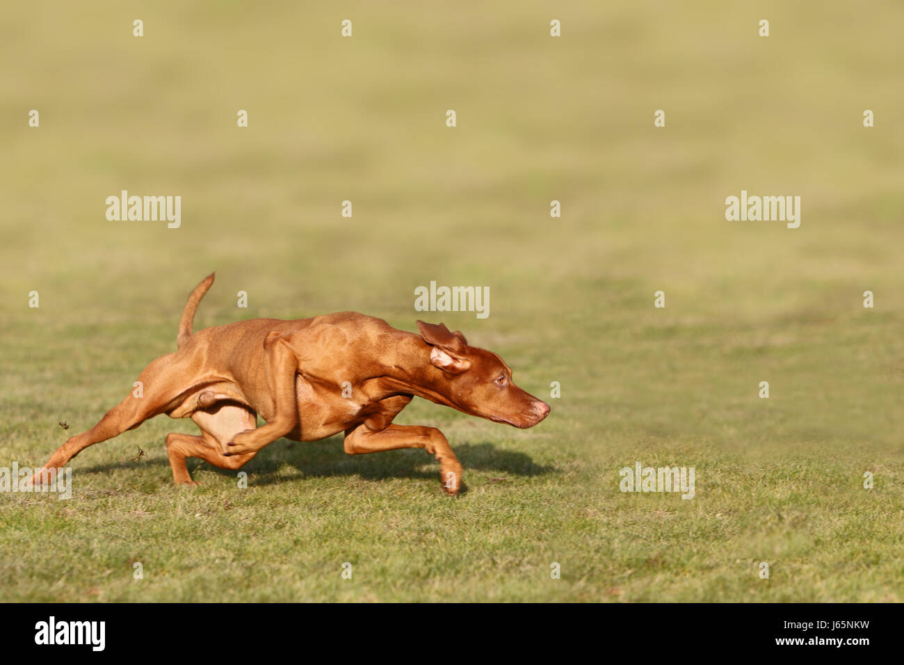 Wiztig hi-res stock photography and images - Alamy