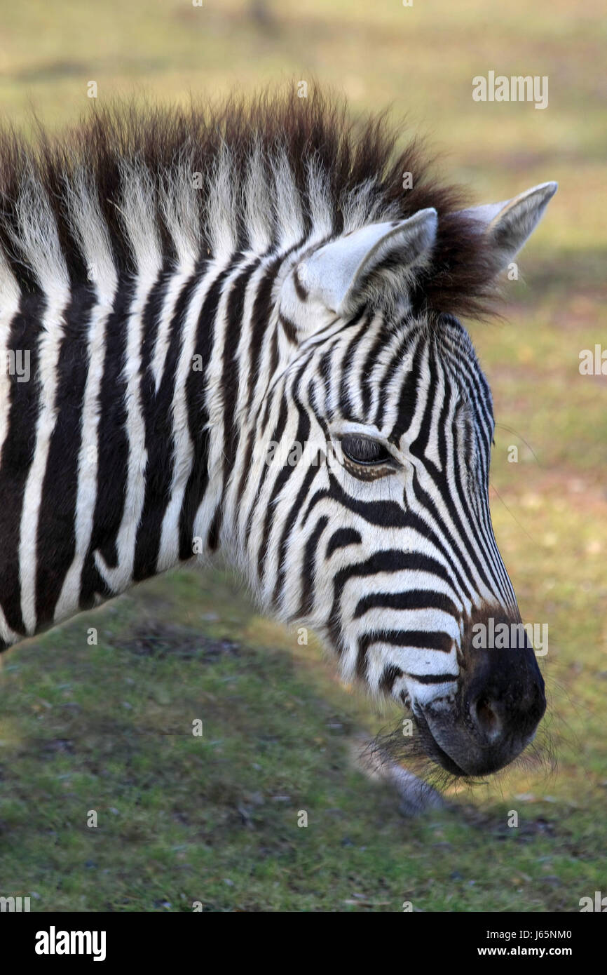 Zebrafohlen hi-res stock photography and images - Alamy