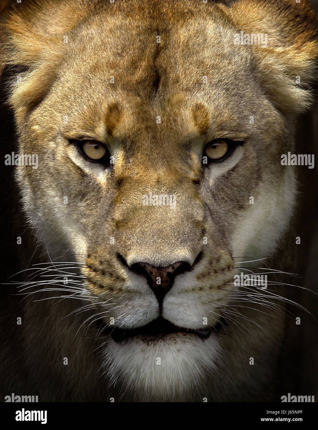 big large enormous extreme powerful imposing immense relevant animal ...