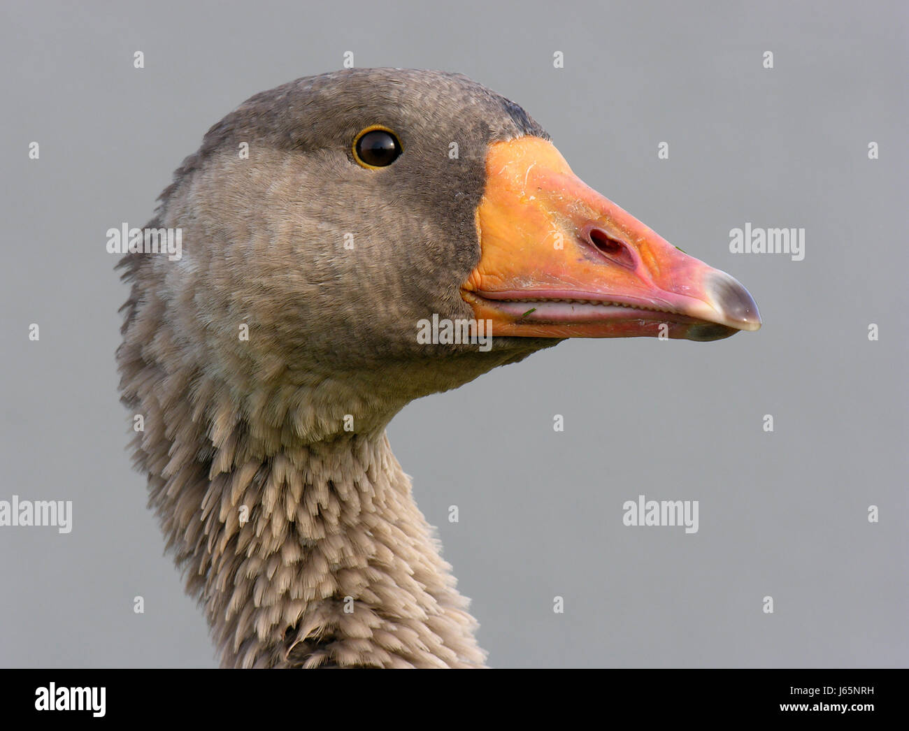 bird birds feathers feathering poultry goose migrant birds of passage animal Stock Photo - Alamy