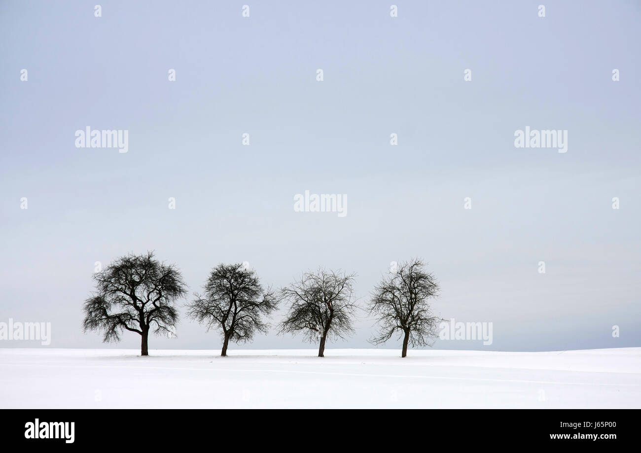 tree trees winter four row winter landscape snow nature blue tree trees ...
