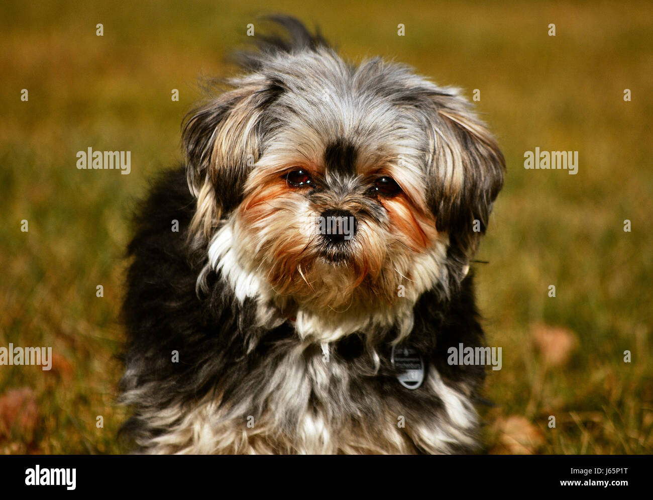 Mix Malteser High Resolution Stock Photography and Images - Alamy