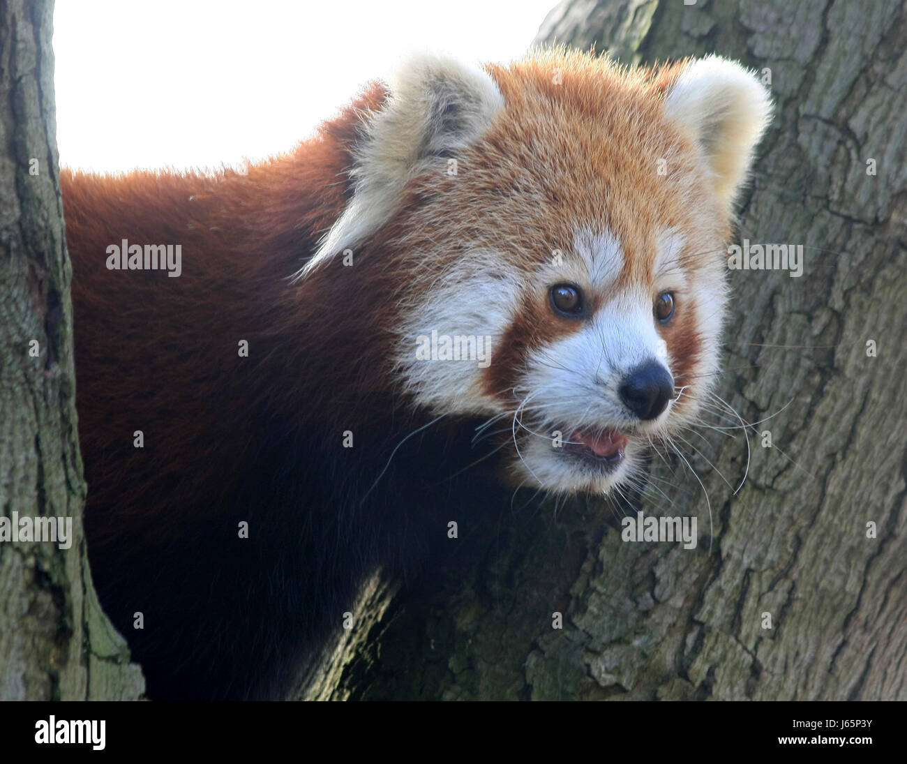 animal bear skin rise climb climbing ascend uphill tread clamber panda ...