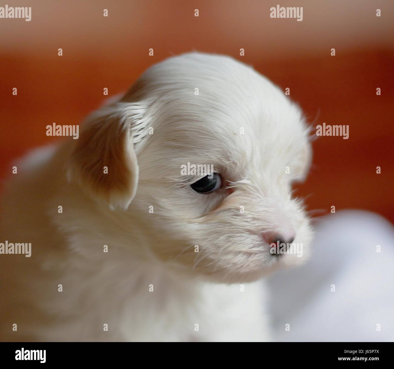 cuddle small tiny little short dog mongrel male dog malteser animal pet ...