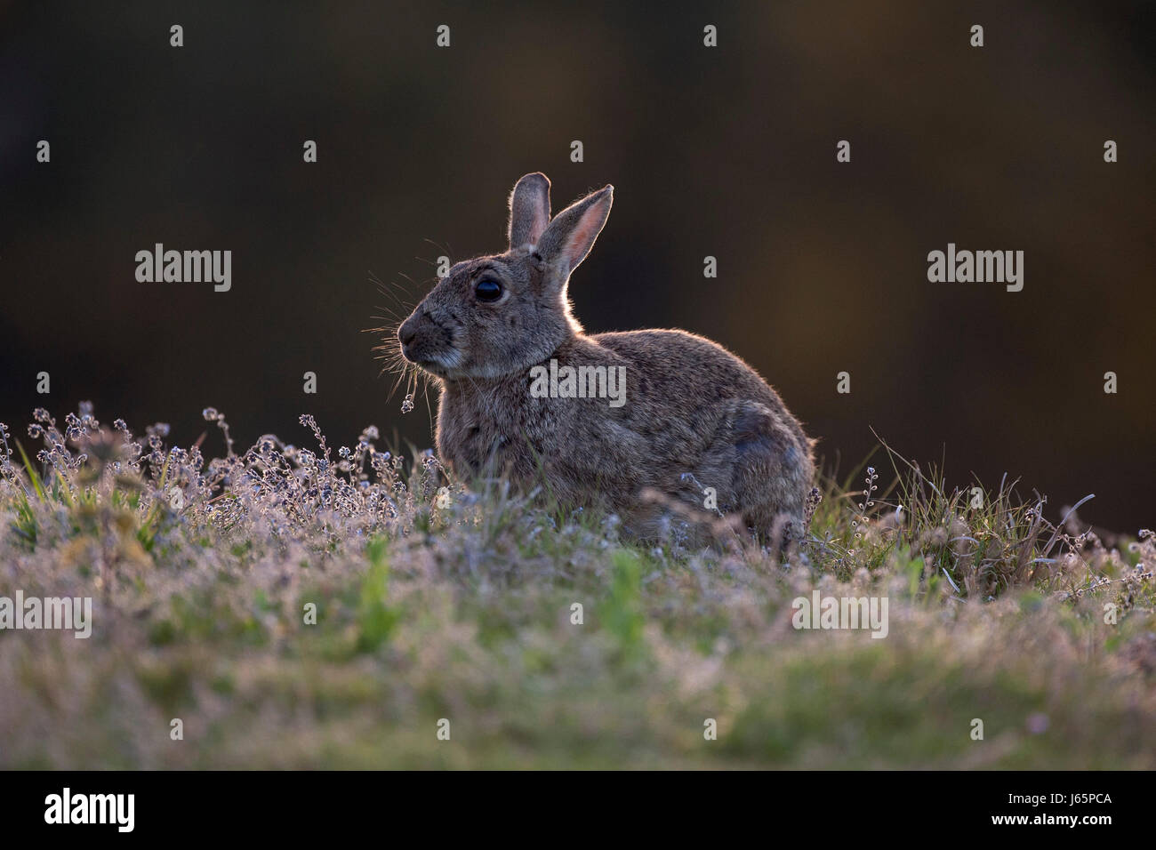 European Rabbit, Oryctolagus cuniculus, single adult feeding on ...