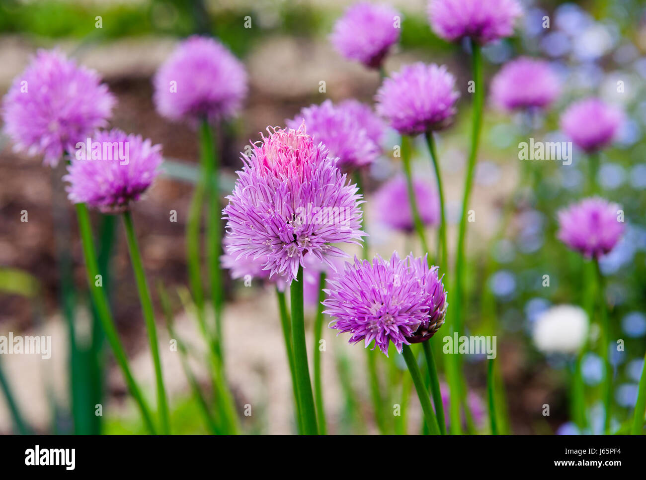 A pink flowers of chives, Allium schoenoprasum growing in the garden ...