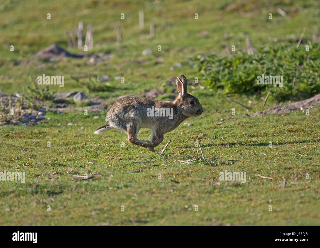 European Rabbit, Oryctolagus cuniculus, Single adult running across ...