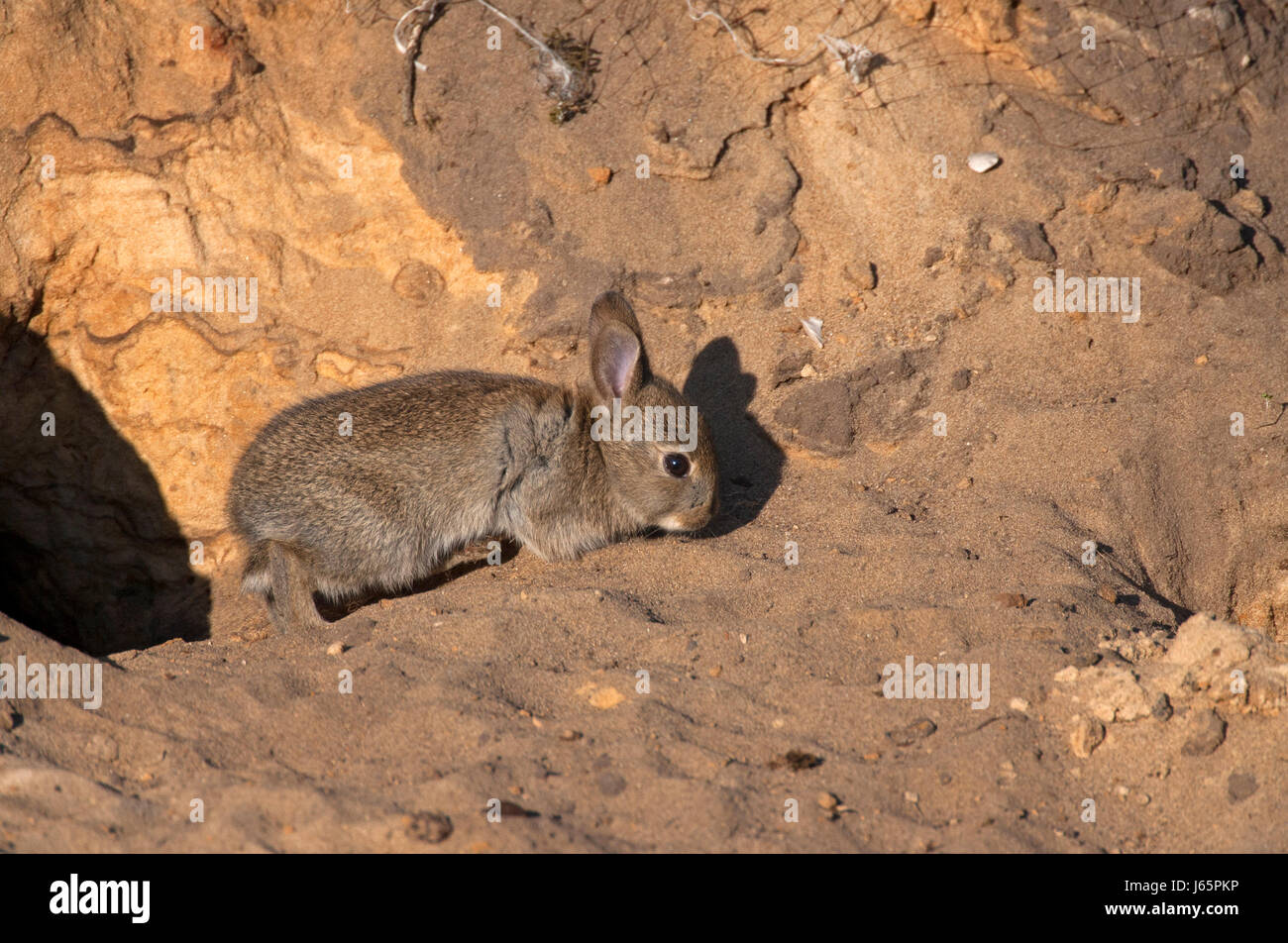 European Rabbit, Oryctolagus cuniculus, Single young emerging from ...