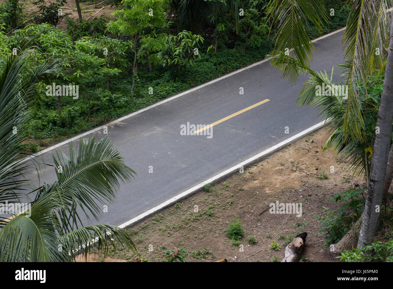 Asphalt road in a dense tropical forest with gleams view from above ...