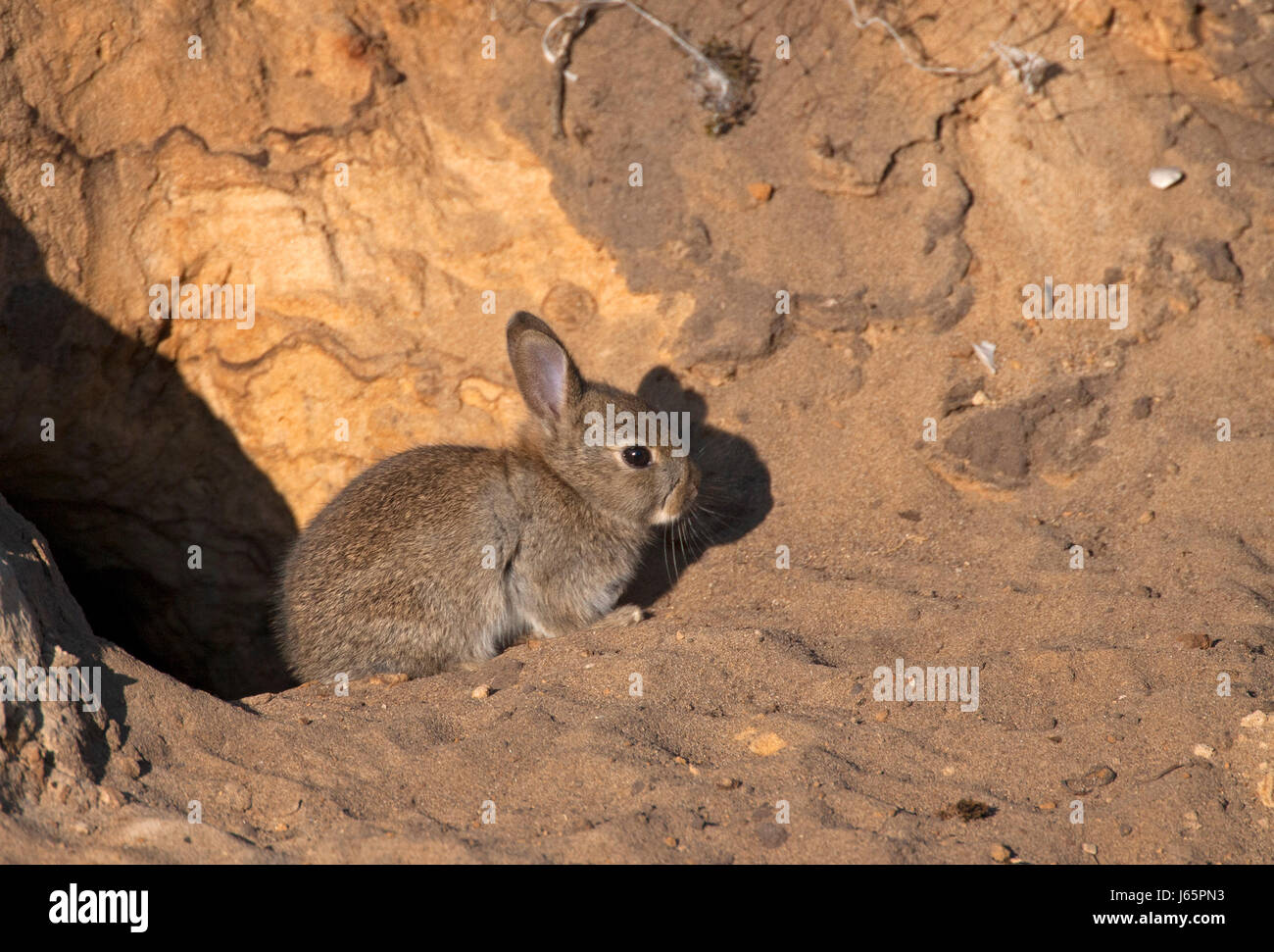 European Rabbit, Oryctolagus cuniculus, Single young resting outside ...