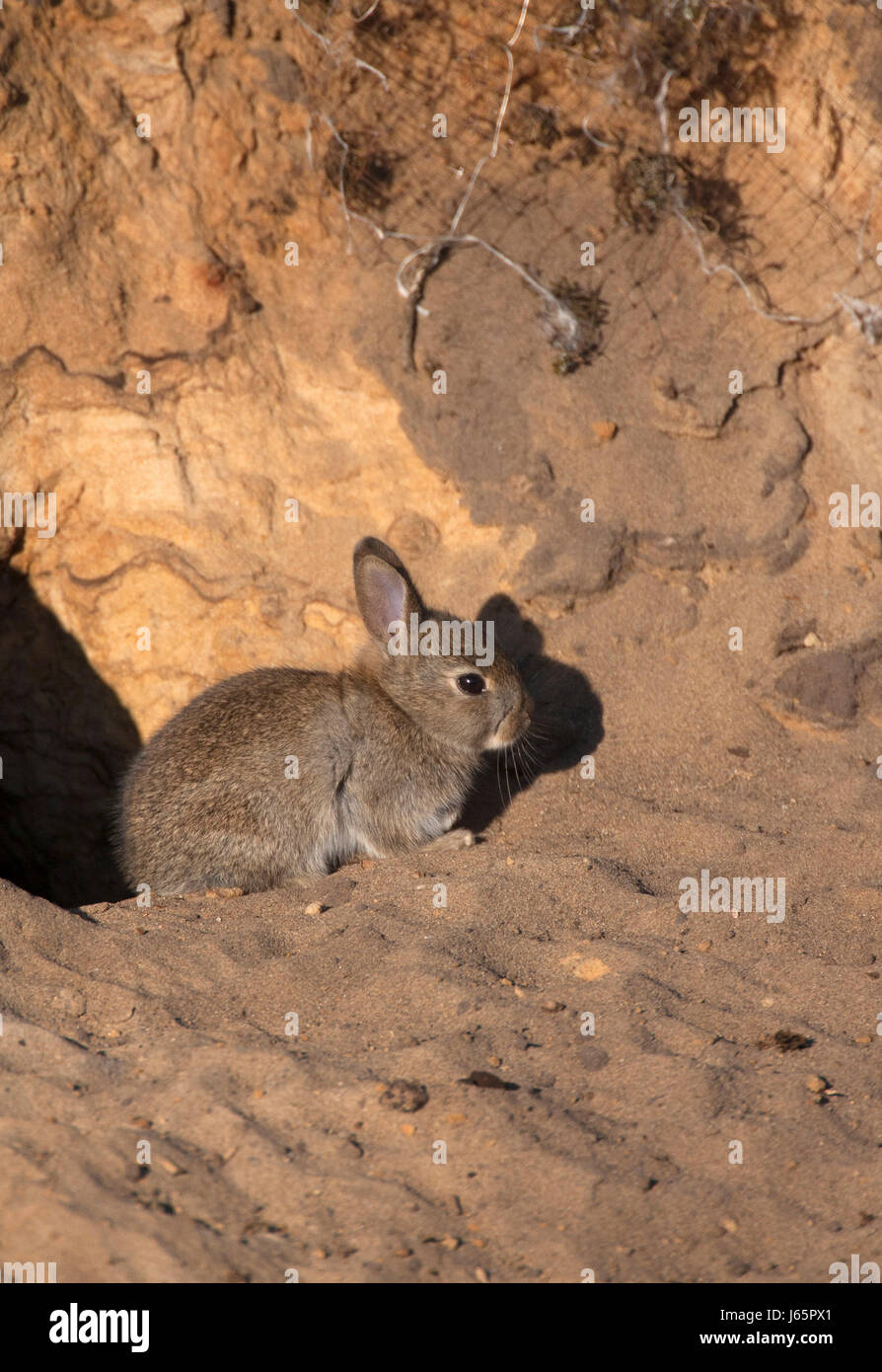 European Rabbit, Oryctolagus cuniculus, Single young resting outside ...