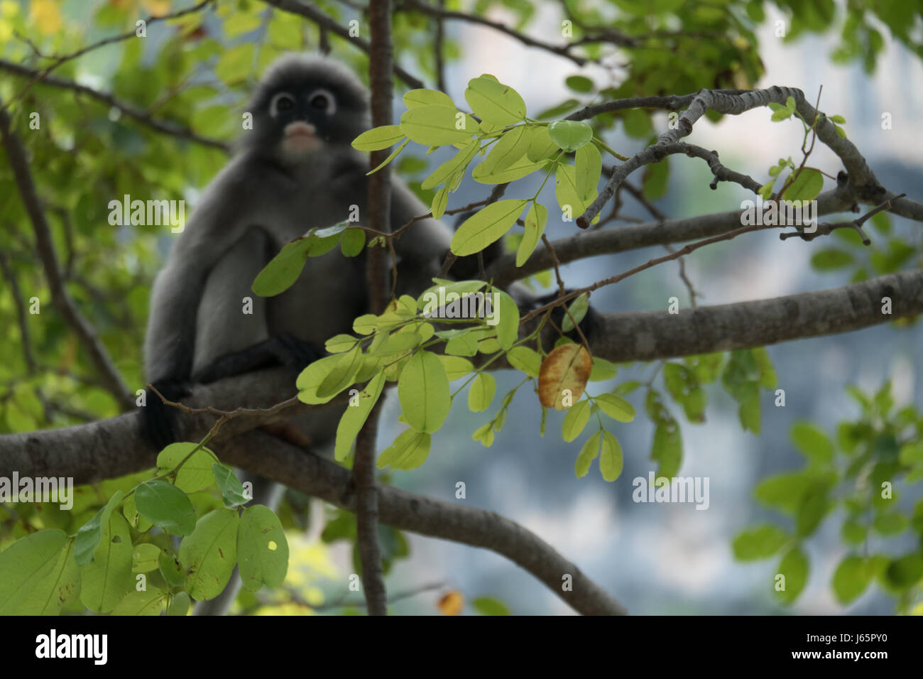 Dusky face hi-res stock photography and images - Alamy