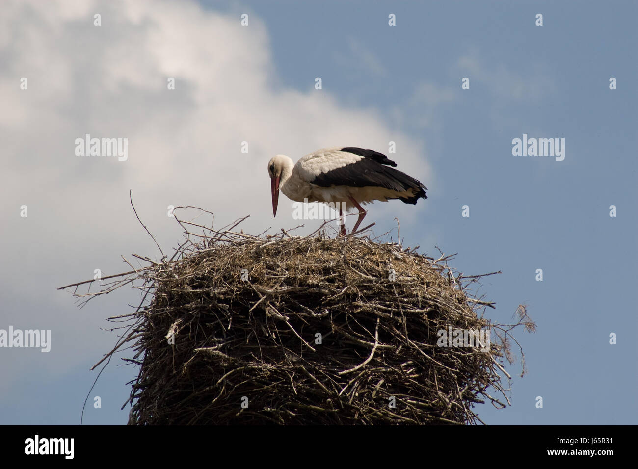 bird birds nest storks migrant birds of passage bird birds brood nest roofs Stock Photo - Alamy