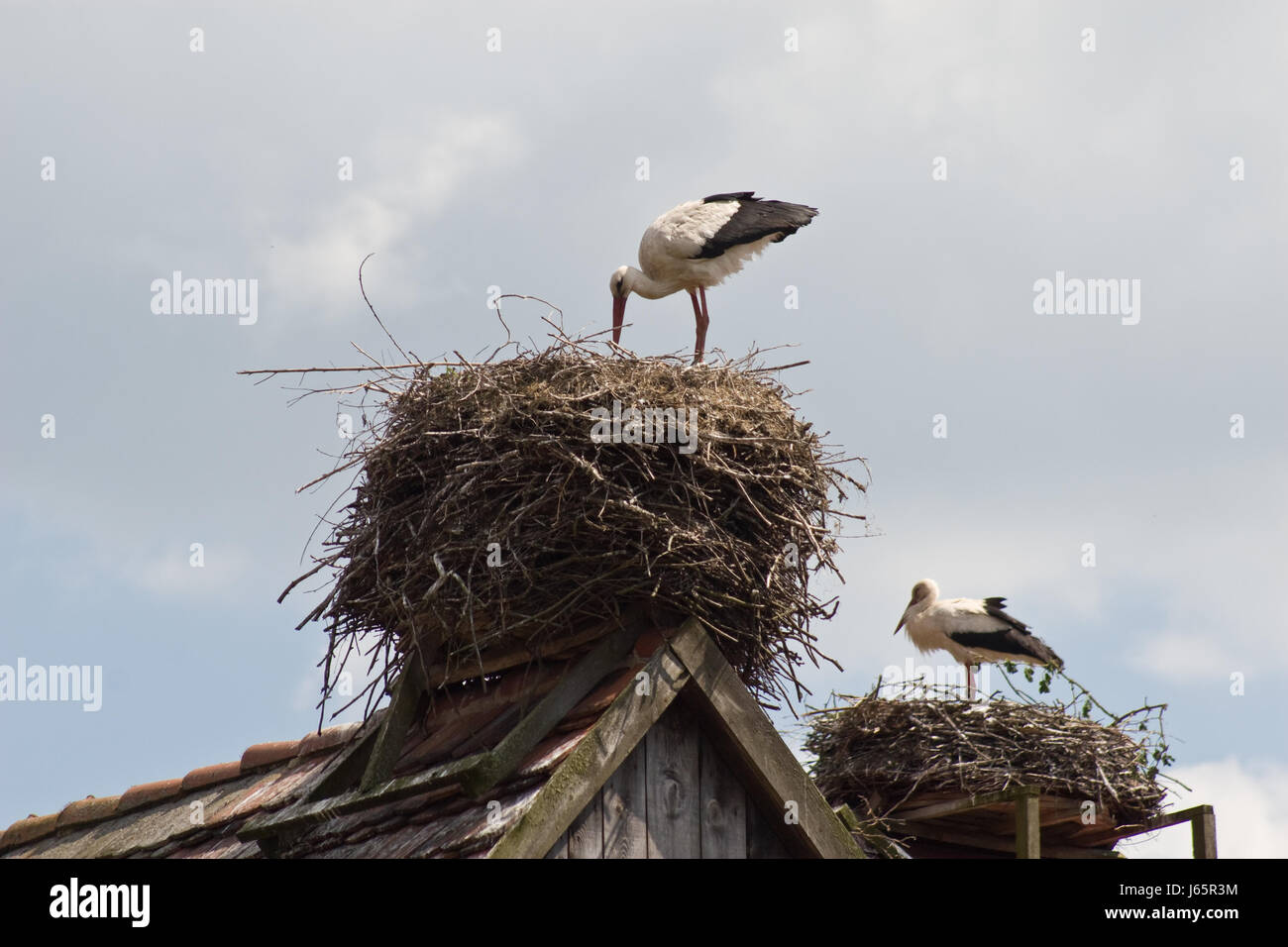 bird birds nest storks migrant birds of passage bird birds brood nest roofs Stock Photo - Alamy